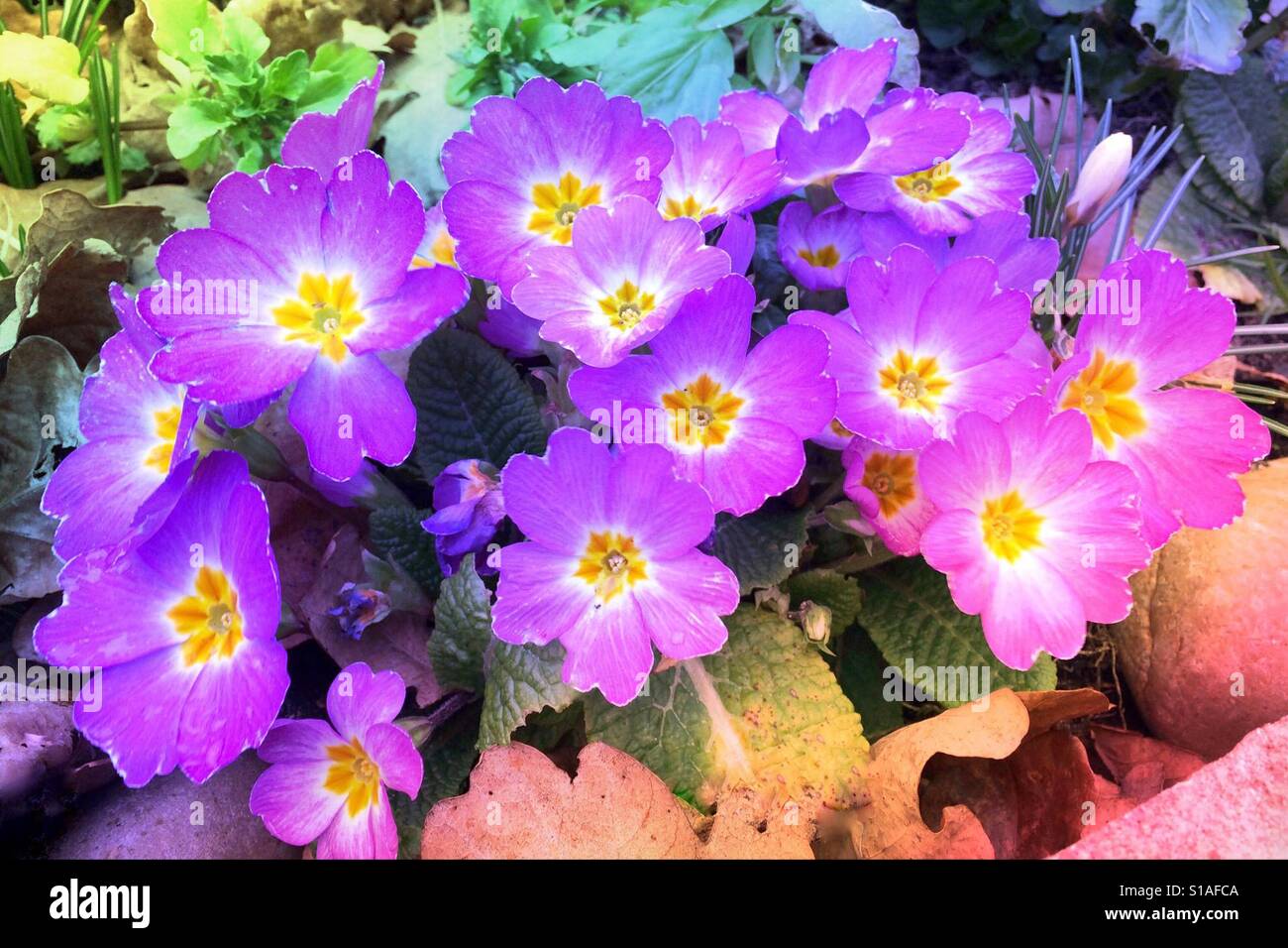 Bright Spring Primula flowers Stock Photo - Alamy