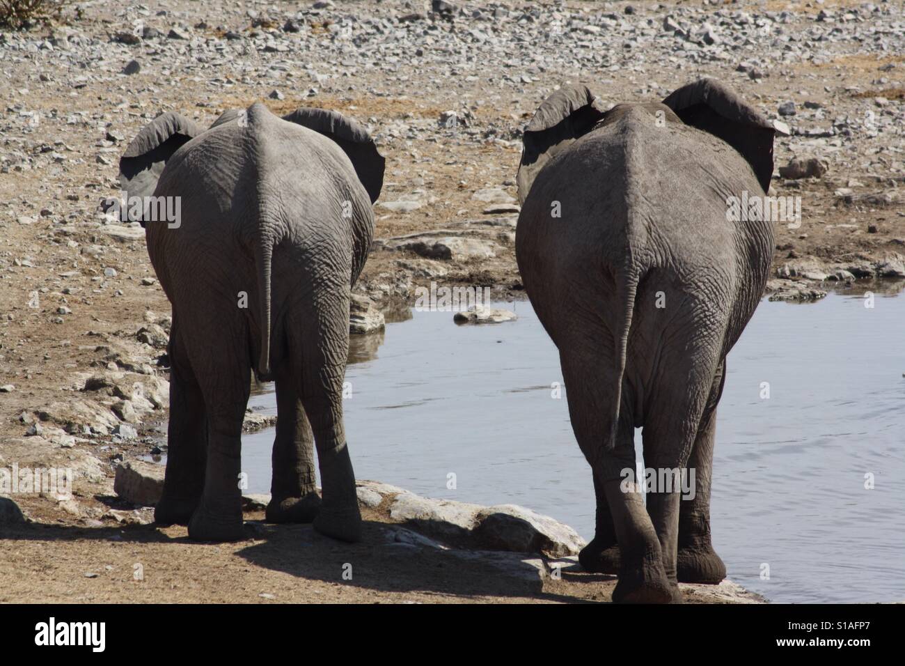 Bum hi-res stock photography and images - Alamy