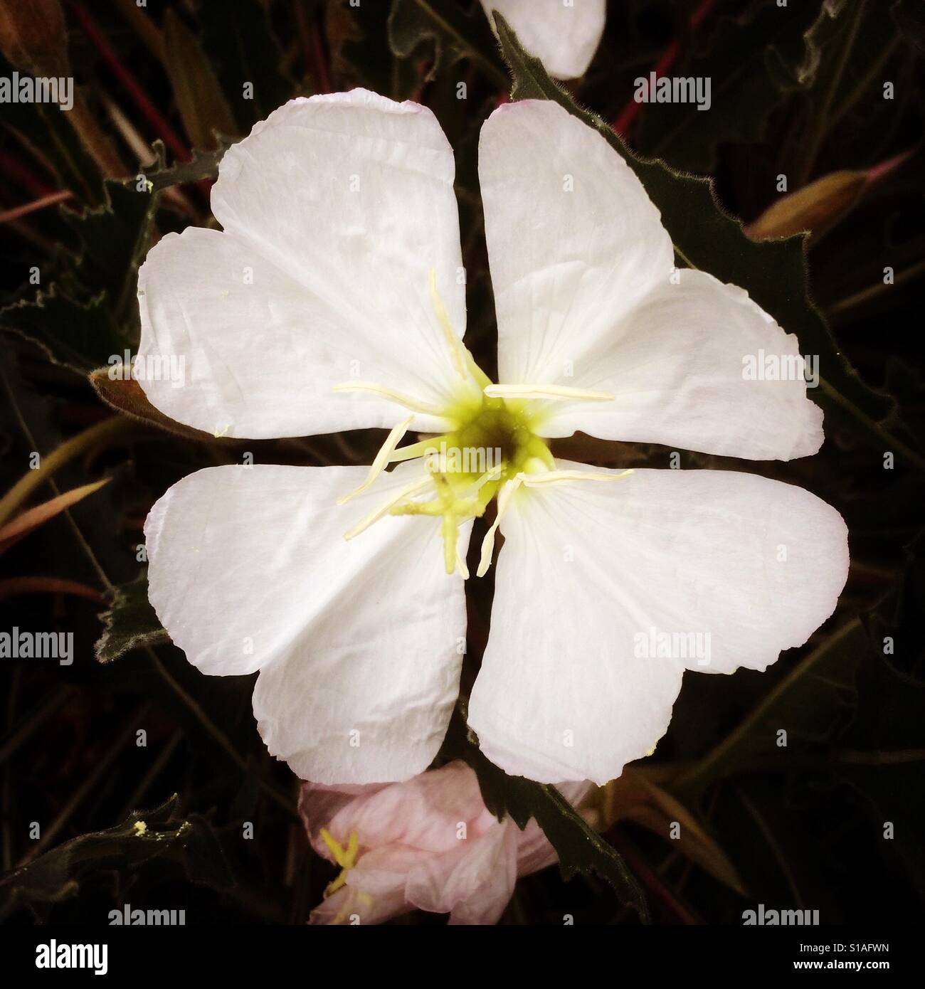 White desert flowers hi-res stock photography and images - Alamy