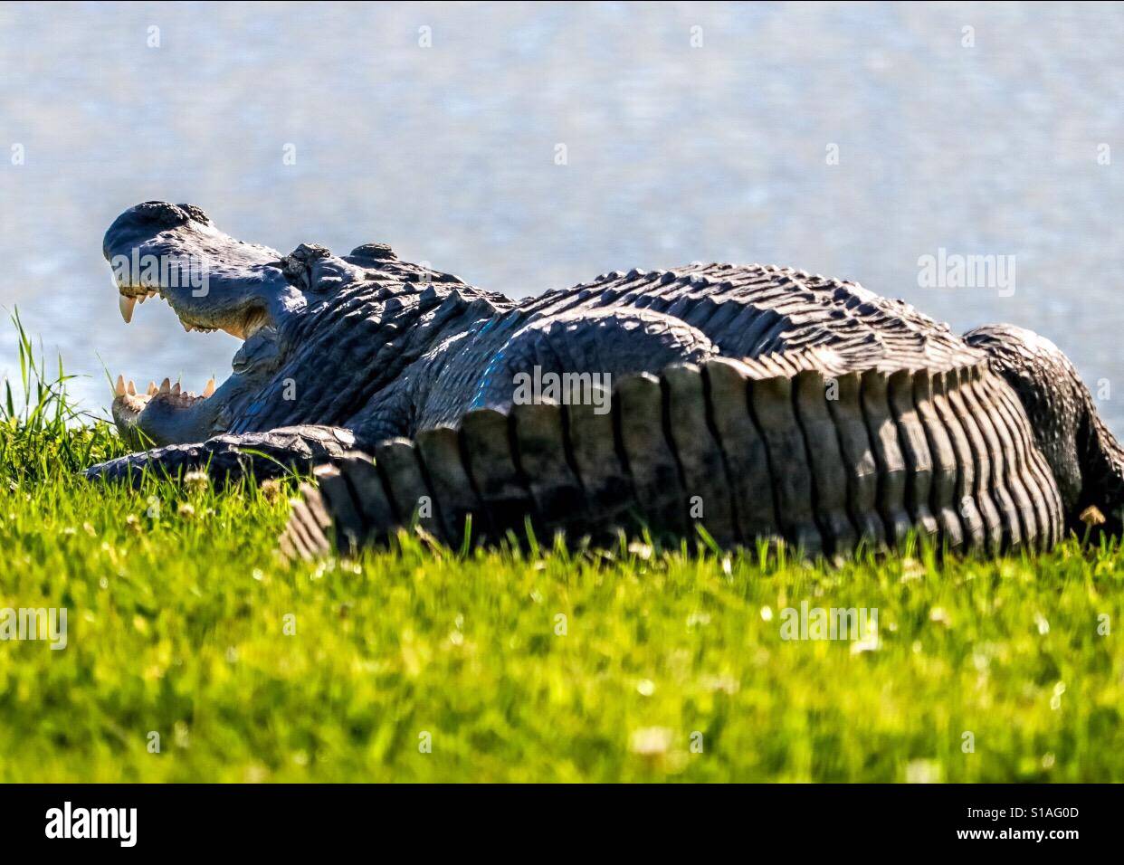 Alligator with teeth hi-res stock photography and images - Alamy