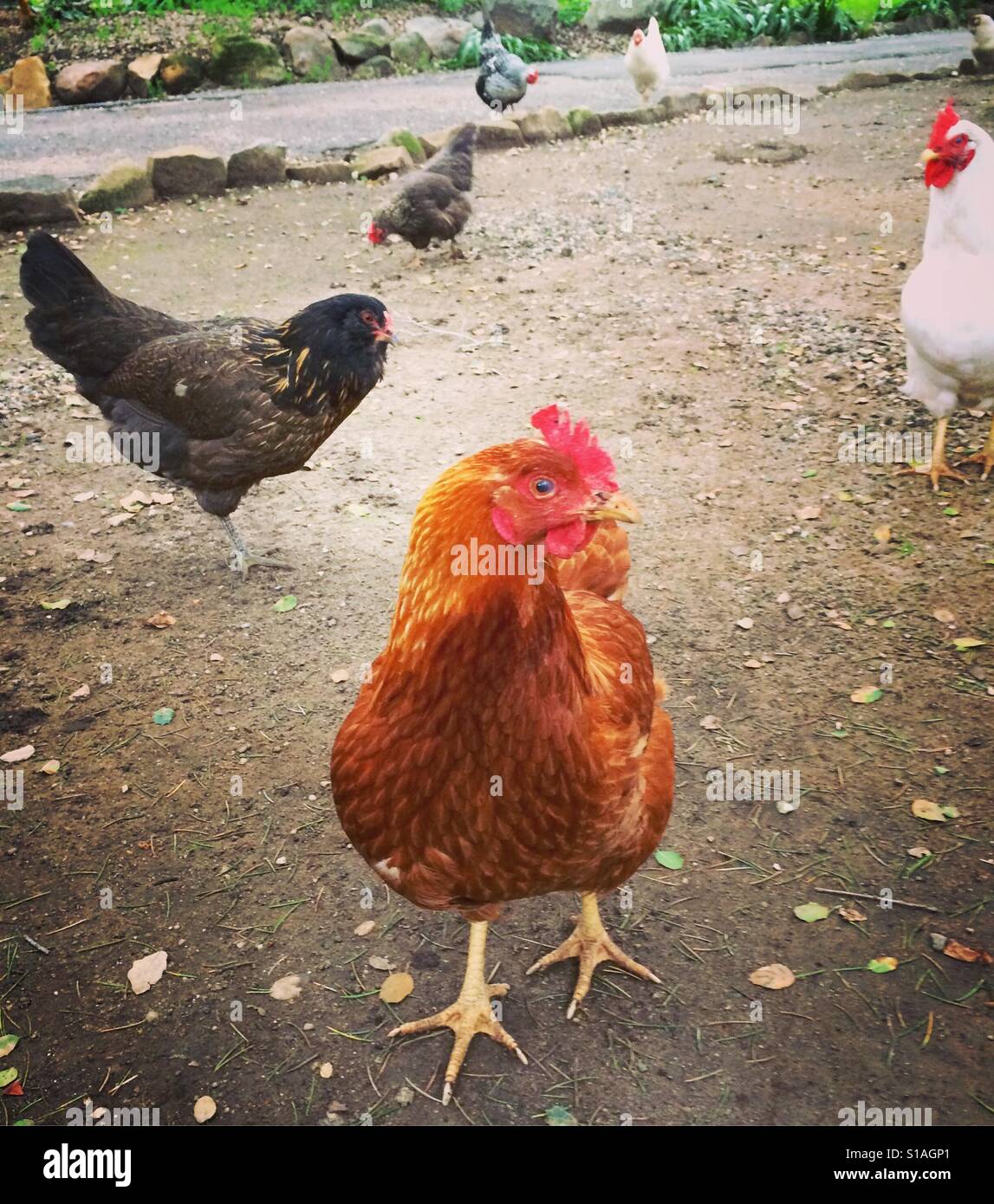 Chicken backyard hi-res stock photography and images - Alamy