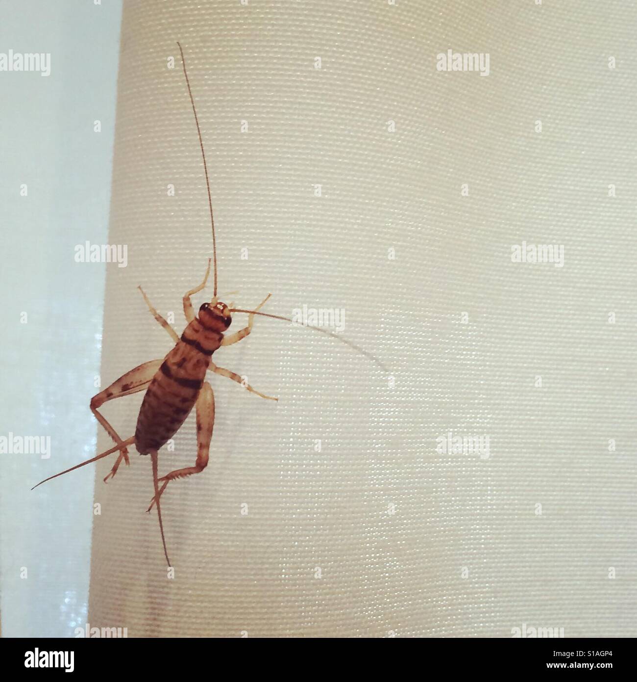 Big cricket hi-res stock photography and images - Alamy