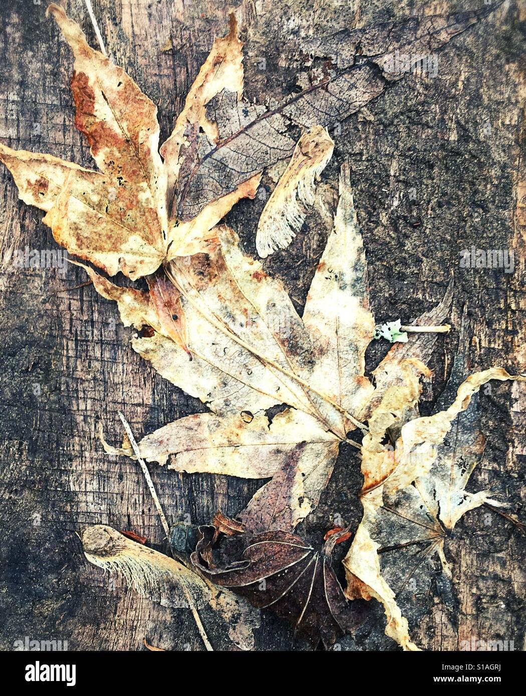 Flat seed pod hi-res stock photography and images - Alamy