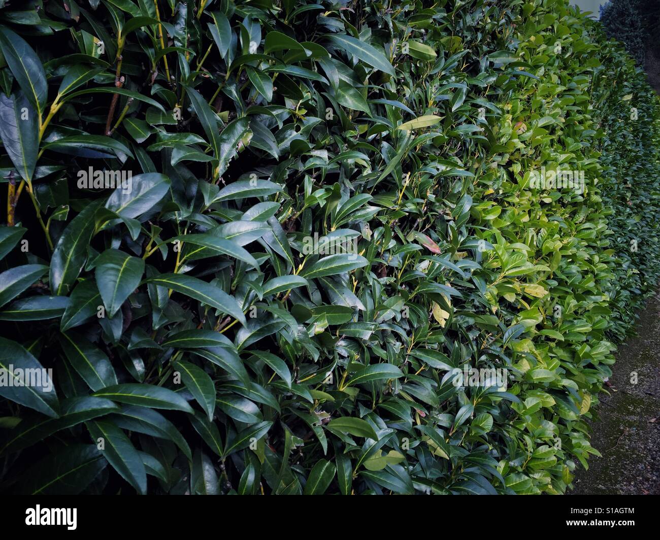Greenery border hi-res stock photography and images - Alamy