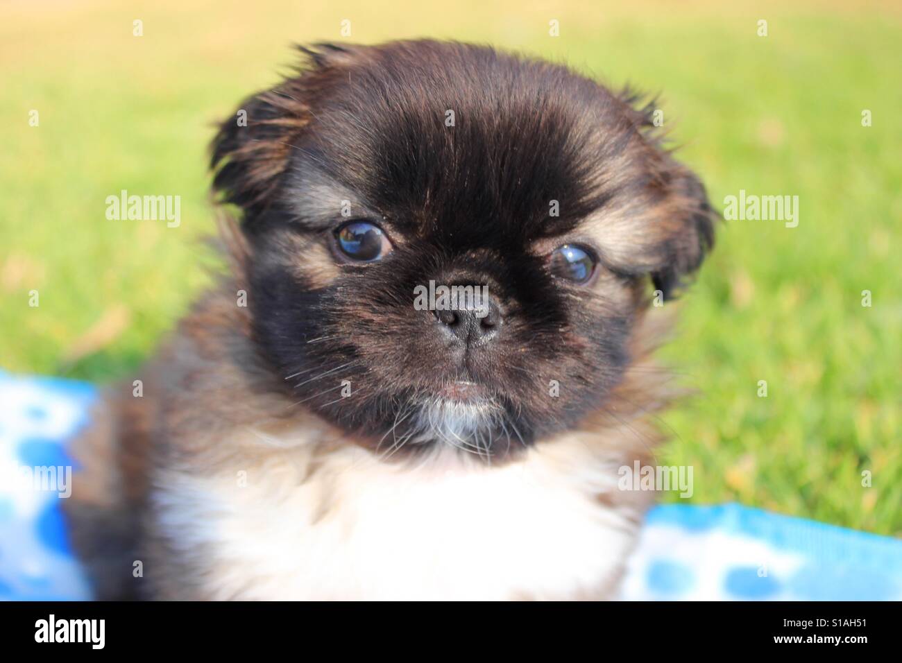 Cuty hi-res stock photography and images - Alamy