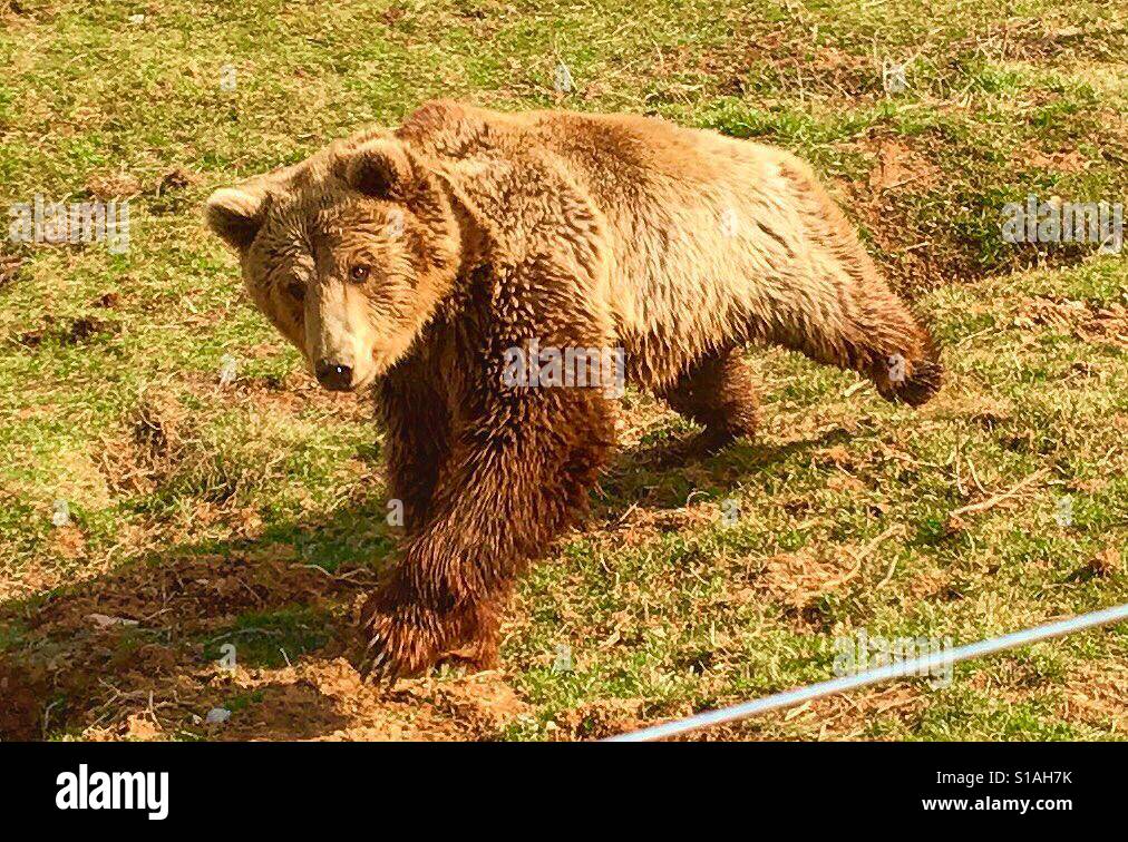 Rescue bear hi-res stock photography and images - Alamy