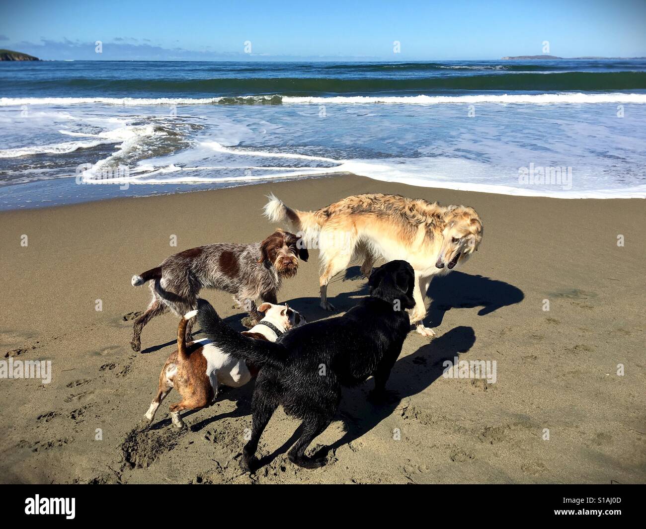 Is Hove Beach Dog Friendly