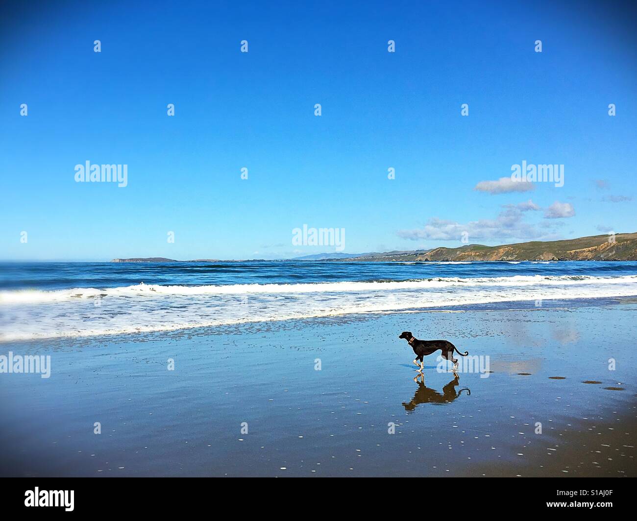 Whippet water hi-res stock photography and images - Alamy