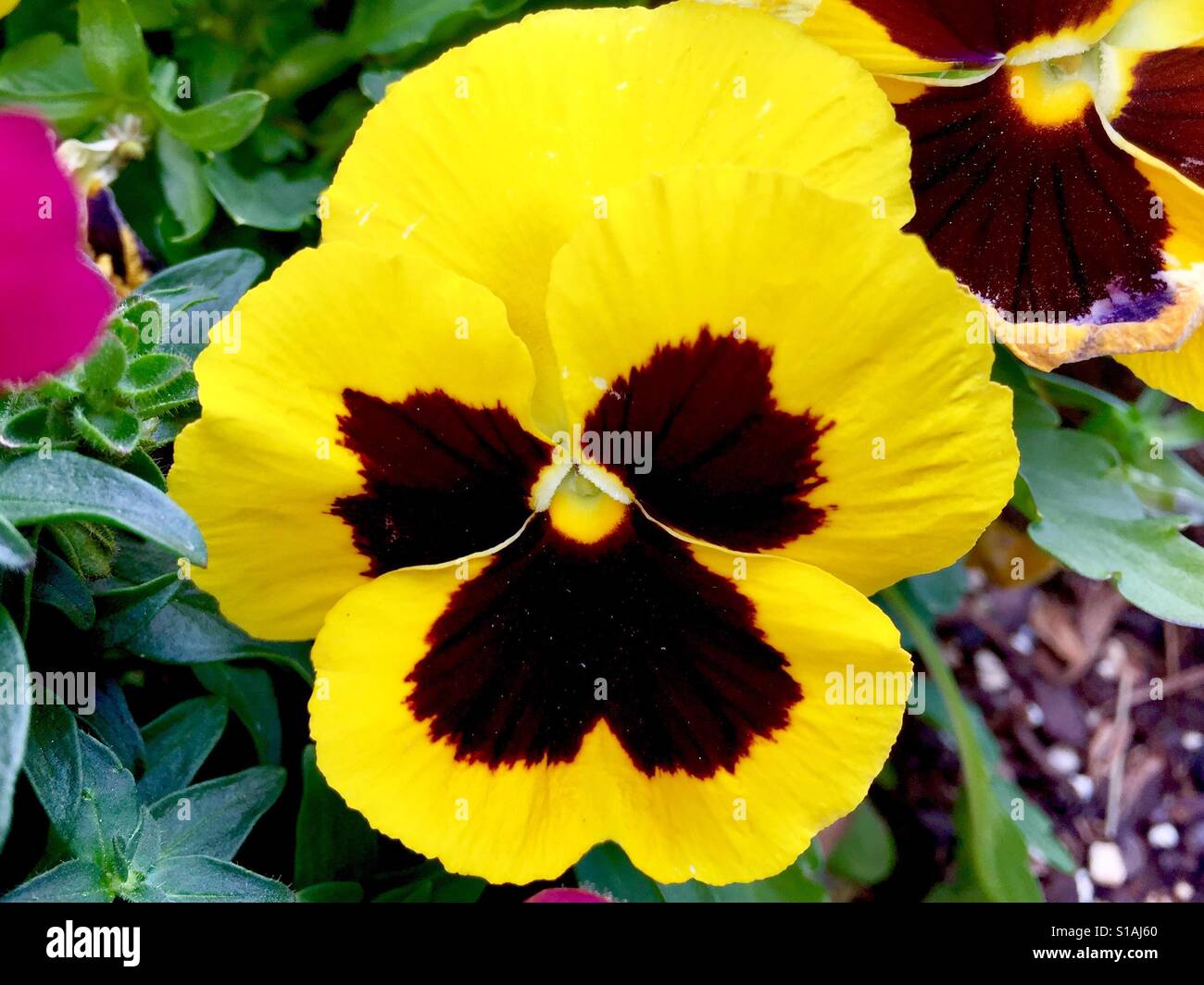 Annual pansy hi-res stock photography and images - Alamy