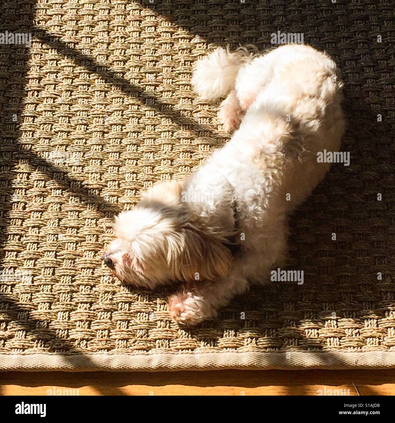 Dog in the sun hi-res stock photography and images - Alamy