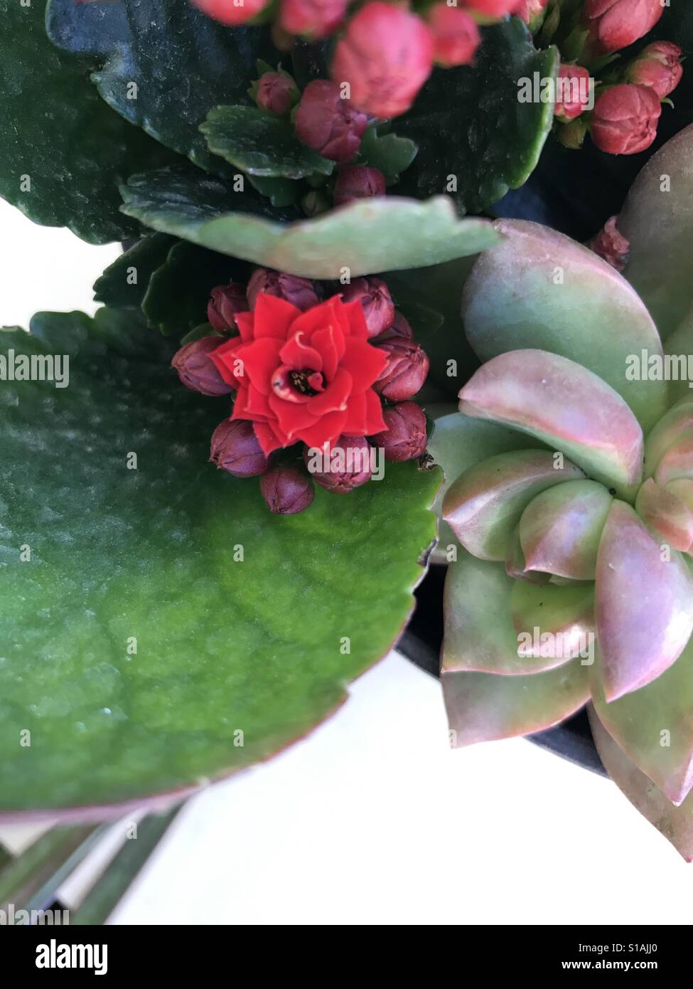 First bloom of a succulent Stock Photo - Alamy