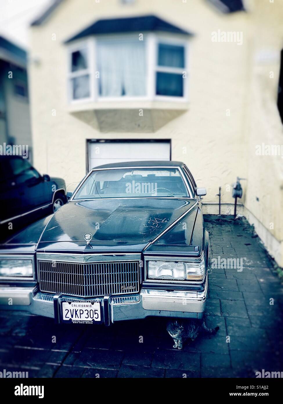 The cat and the 70's Cadillac Stock Photo - Alamy