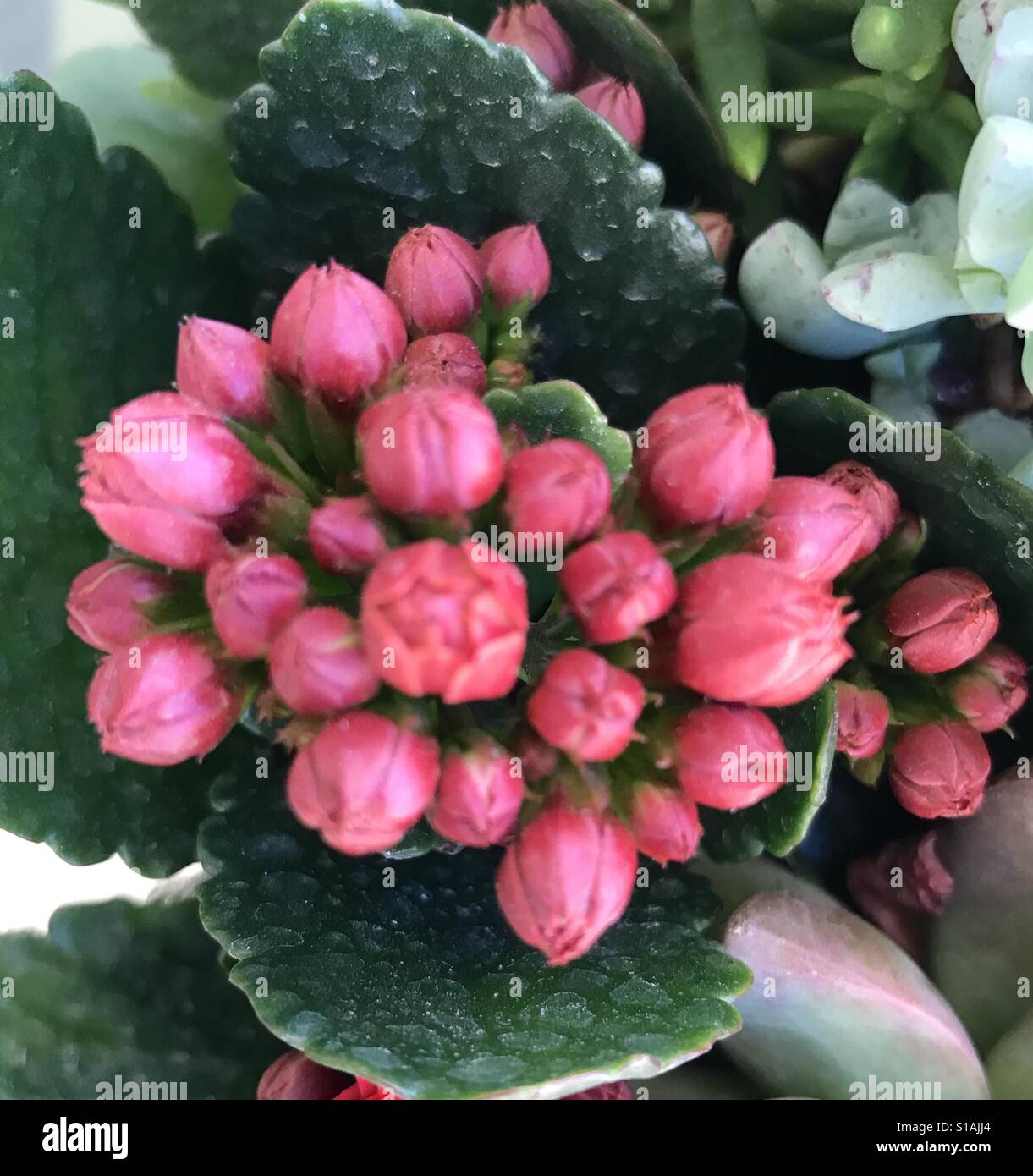 Red succulent hi-res stock photography and images - Alamy