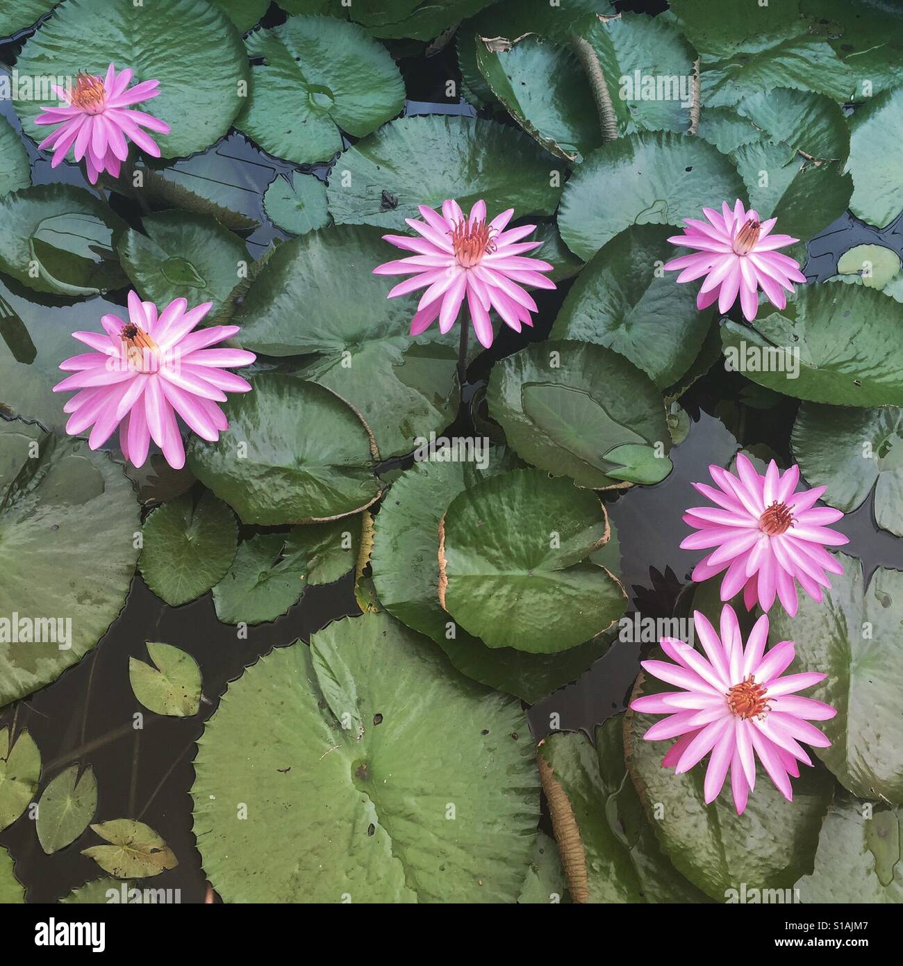 Natural and beautiful. A symbol of enlightenment Stock Photo - Alamy
