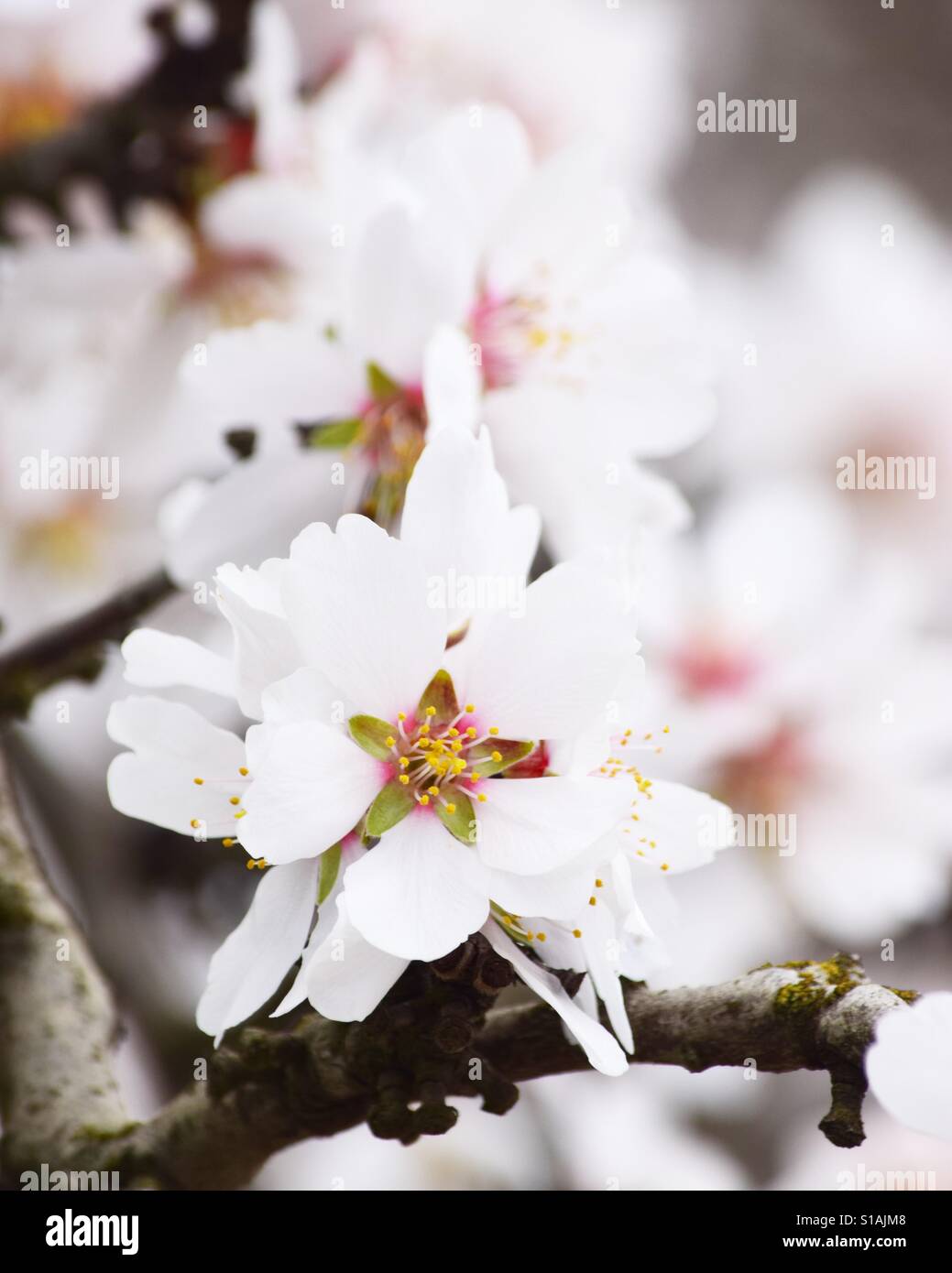 Spring almost here Stock Photo - Alamy