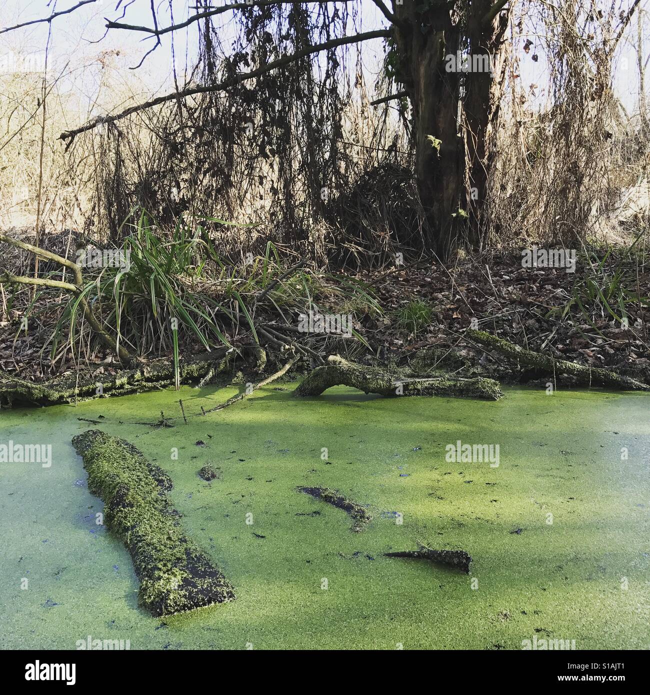 Swamp algae hi-res stock photography and images - Alamy