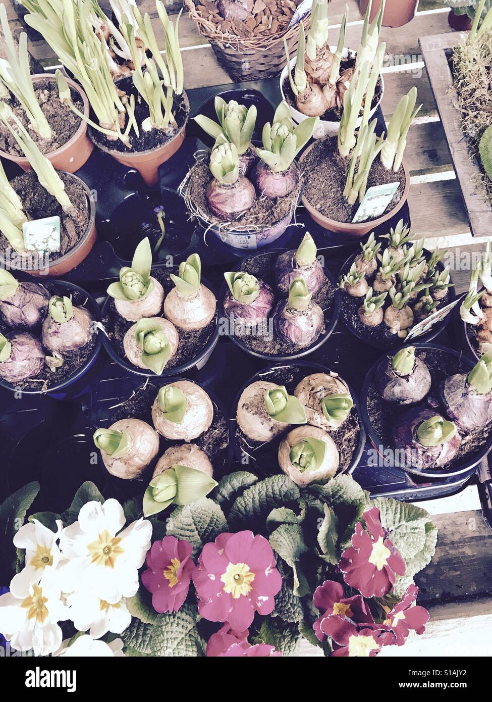 Garden centre pots of bulbs hi-res stock photography and images - Alamy