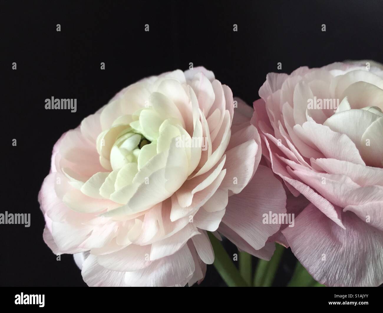Pink Ranunculus closeup against a dark background Stock Photo - Alamy
