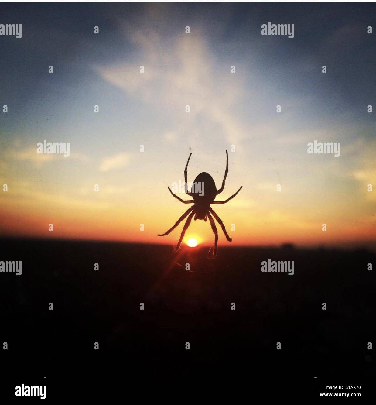 Spider over the sunset Stock Photo - Alamy