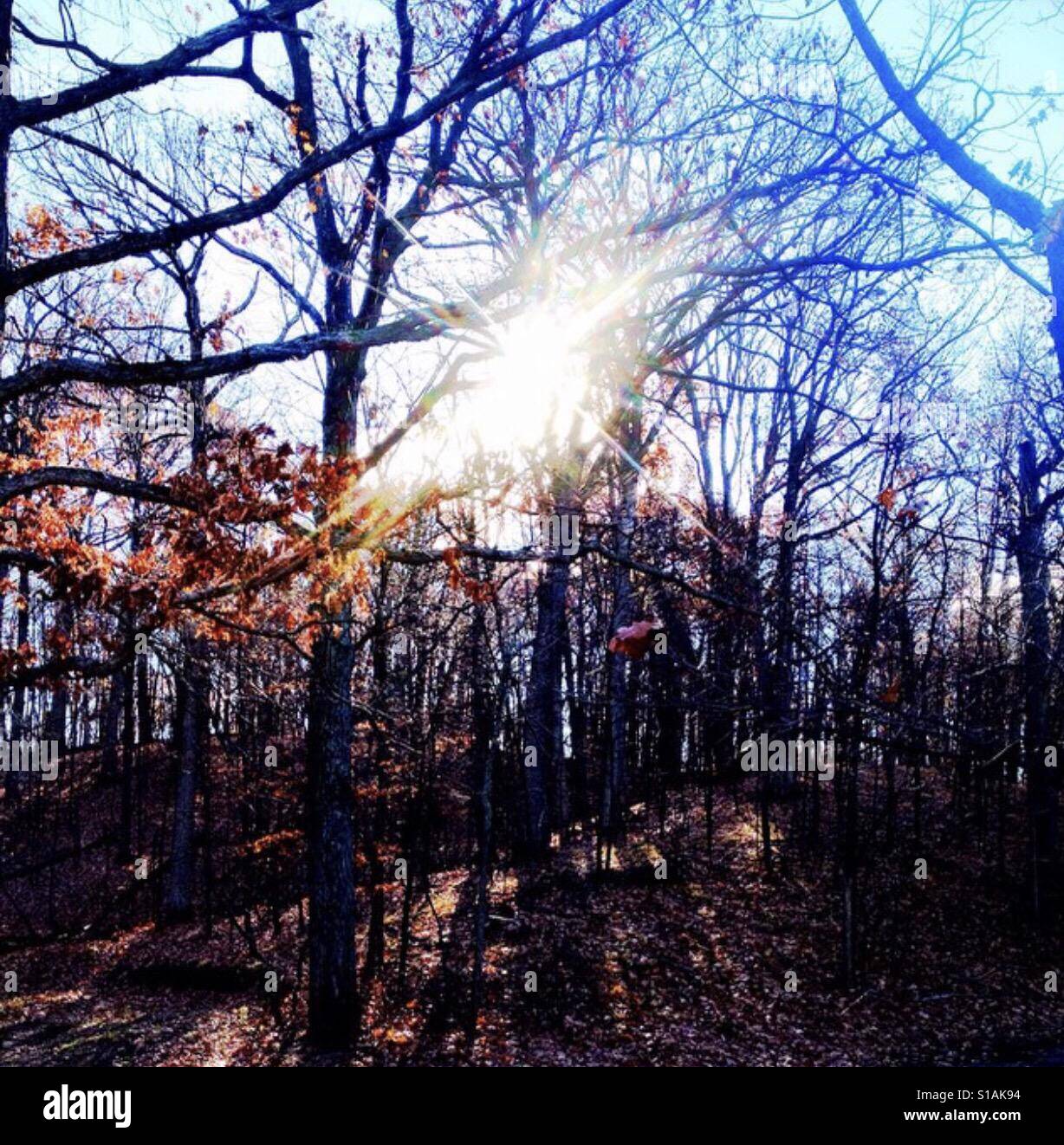 Fall time leaves falling Stock Photo - Alamy