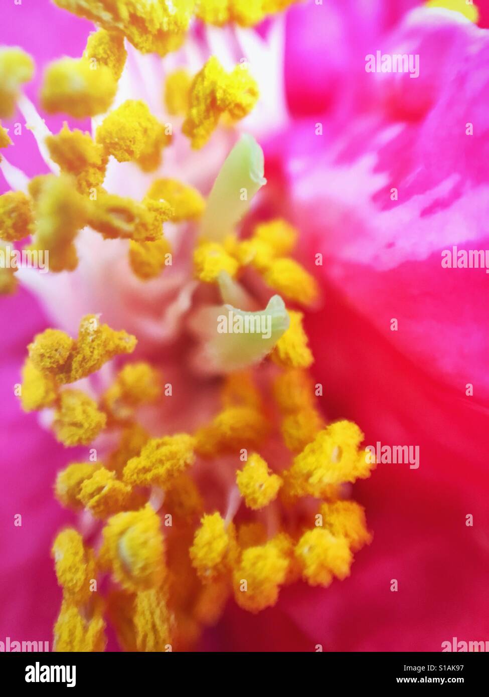 Pink with yellow center flower hi-res stock photography and images - Alamy