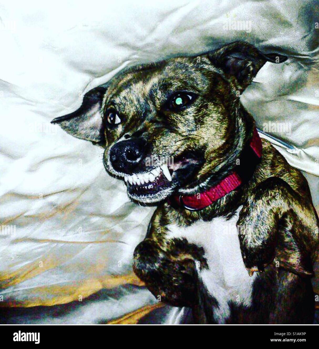 Mad pets hi-res stock photography and images - Alamy