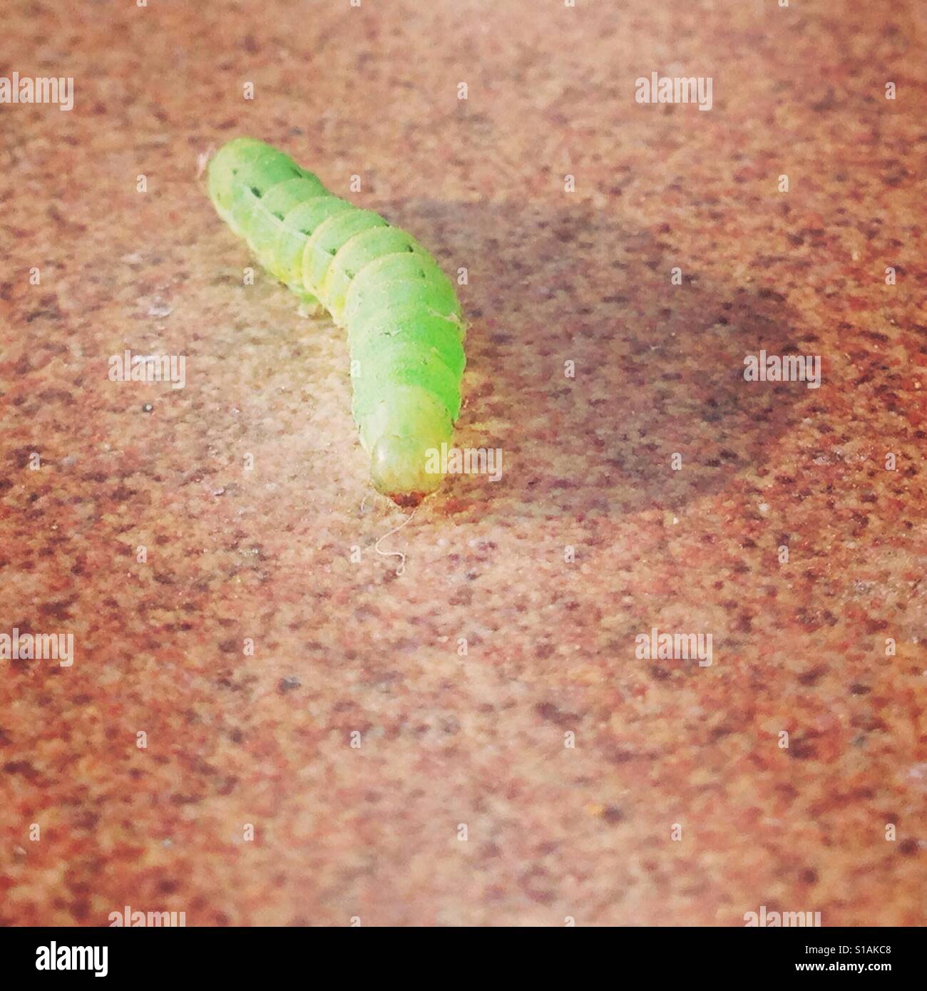 Bruco hi-res stock photography and images - Alamy