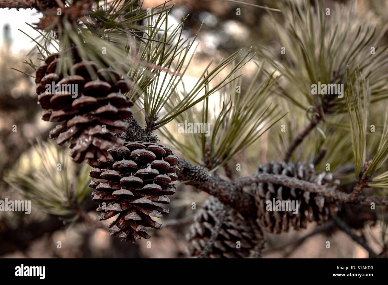 Pining for spring Stock Photo - Alamy