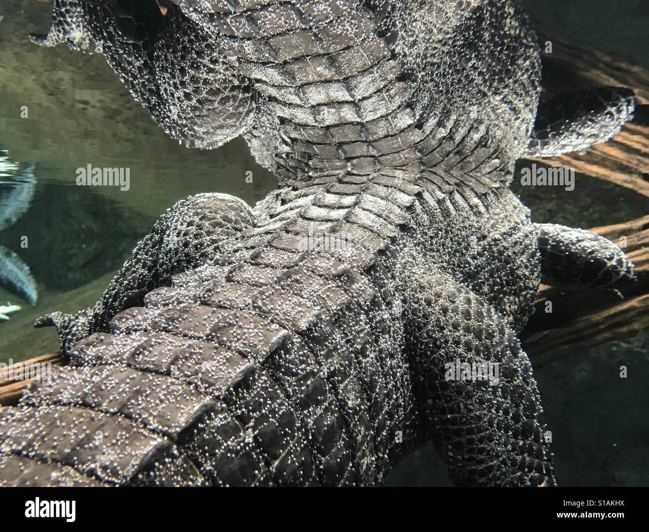 Wet scales hi-res stock photography and images - Alamy