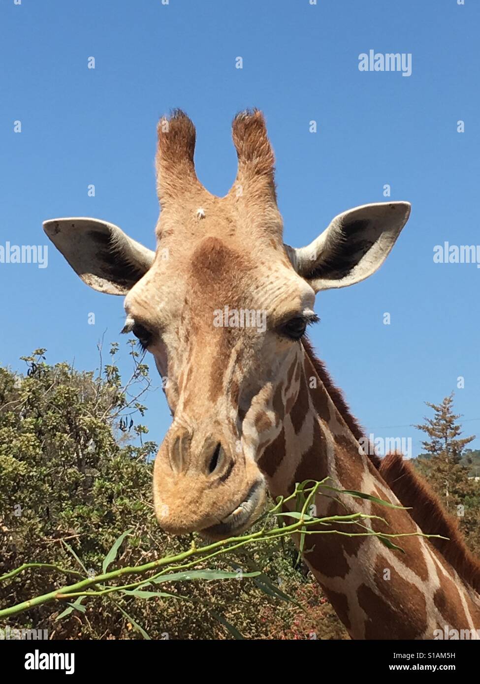 Giraffe eyes hi-res stock photography and images - Alamy