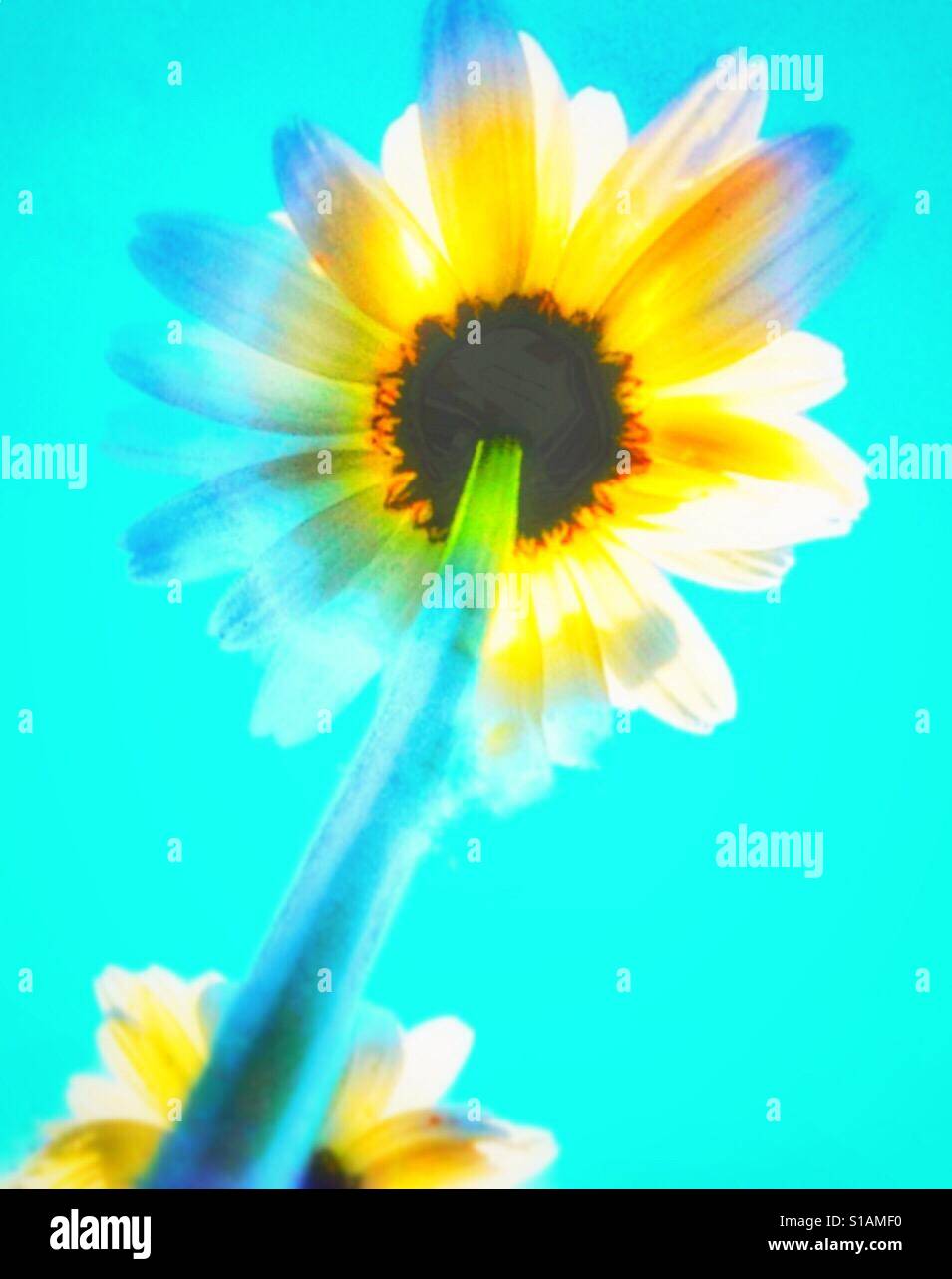 Daisy graphic hi-res stock photography and images - Alamy