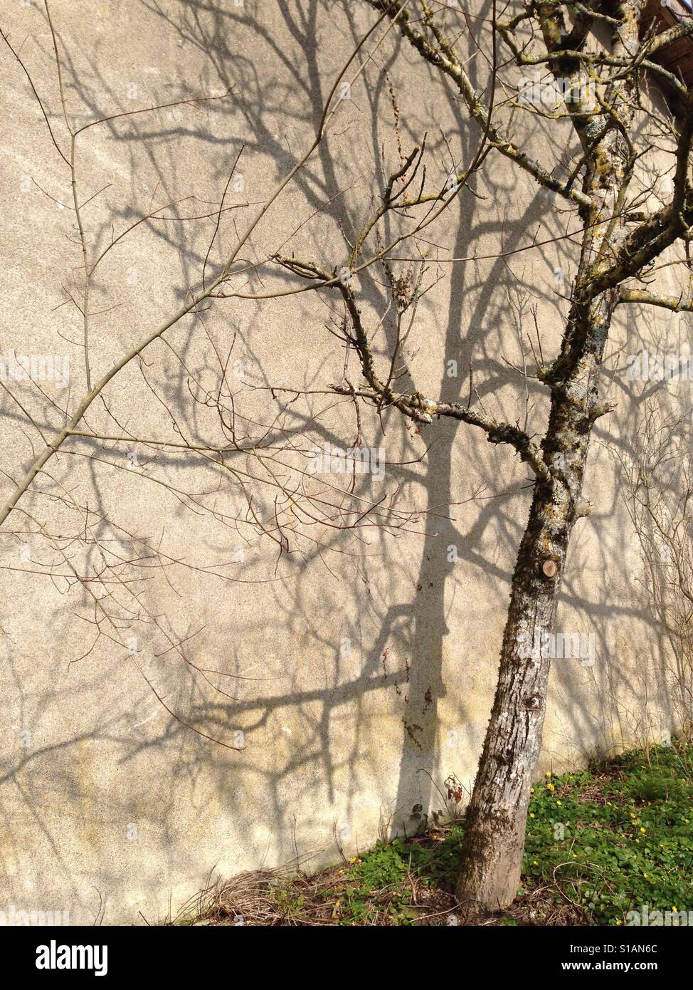 Tree shadow hi-res stock photography and images - Alamy