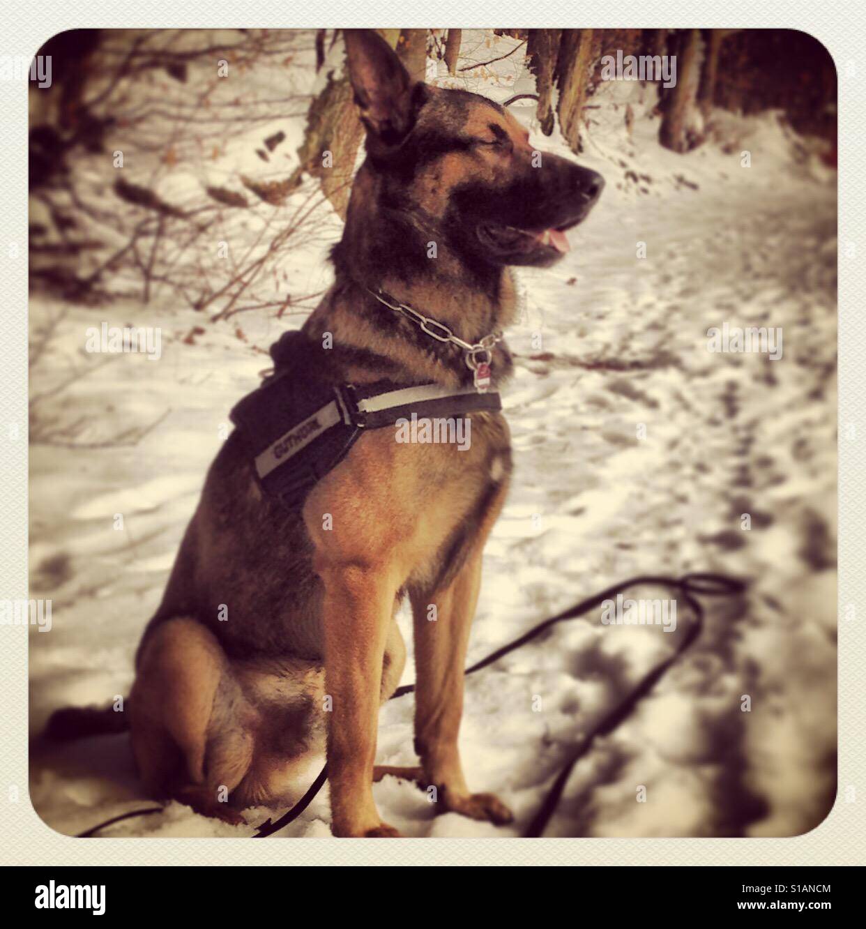 Belgischer schaferhund hi-res stock photography and images - Alamy