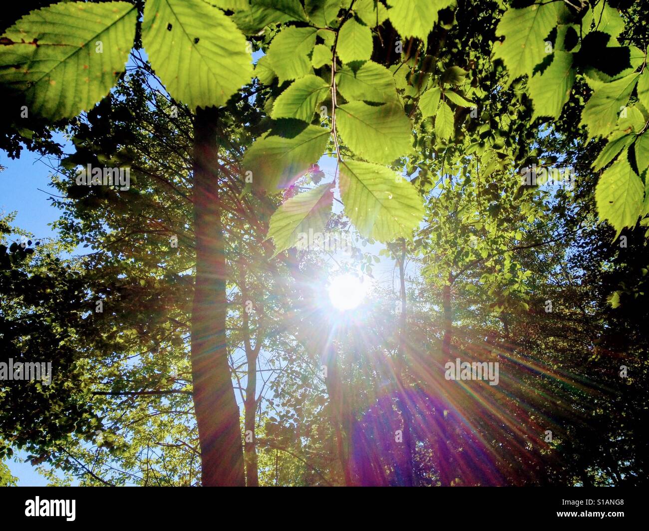 Summer sun rays hi-res stock photography and images - Alamy