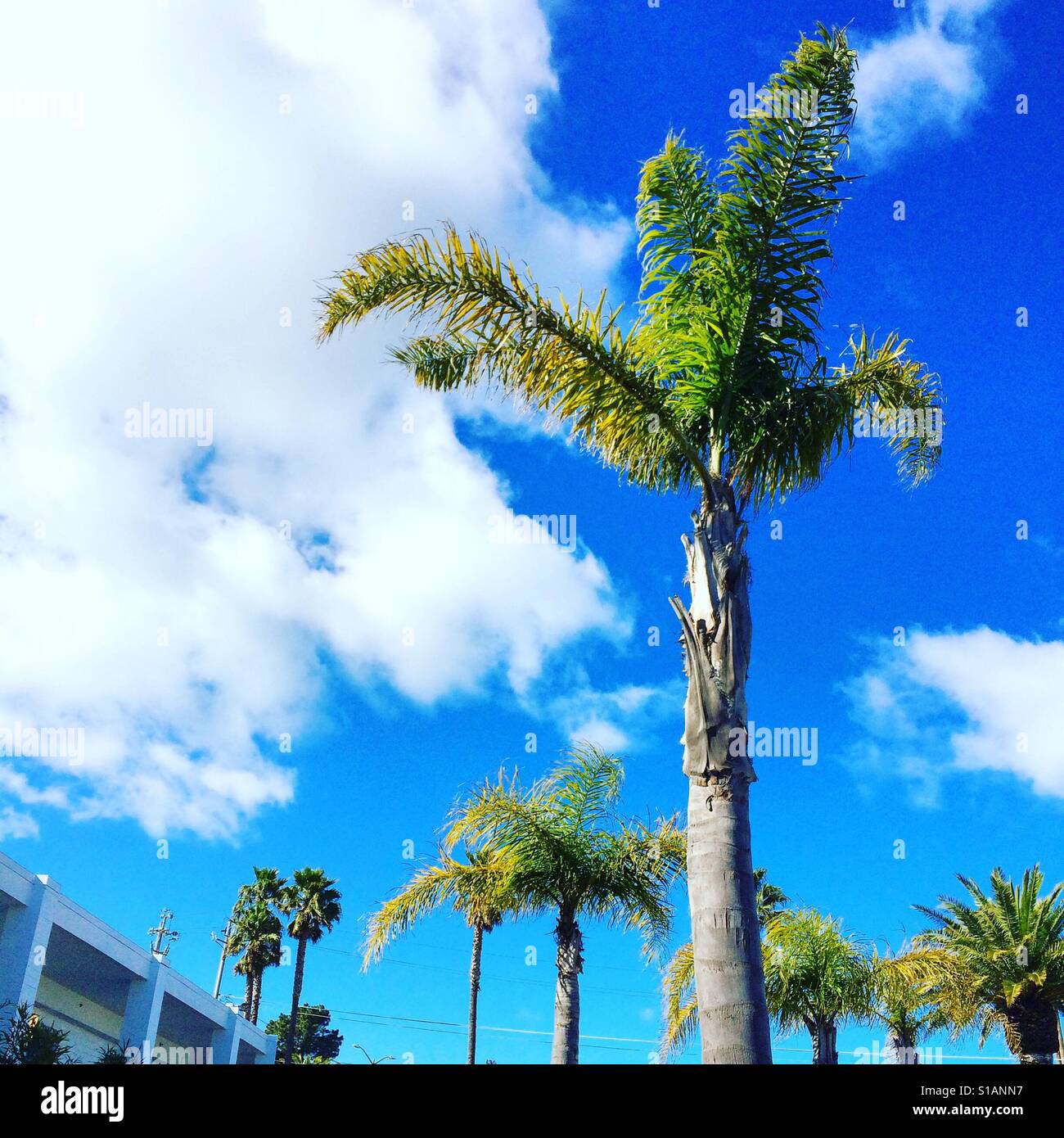 Palm trees, Santa Cruz, California Stock Photo - Alamy