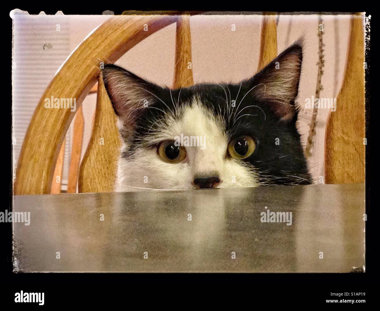 Creepy Peeking Cat