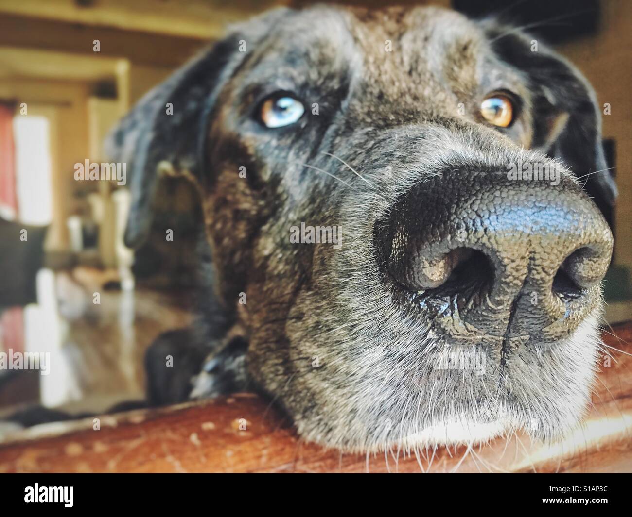 Lucy lou hi-res stock photography and images - Alamy