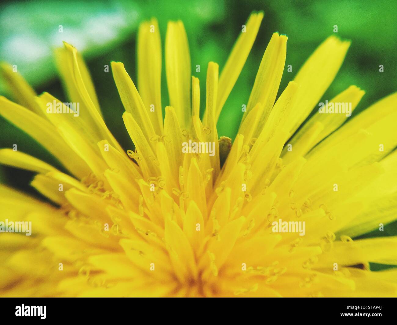 Little things in nature hi-res stock photography and images - Alamy