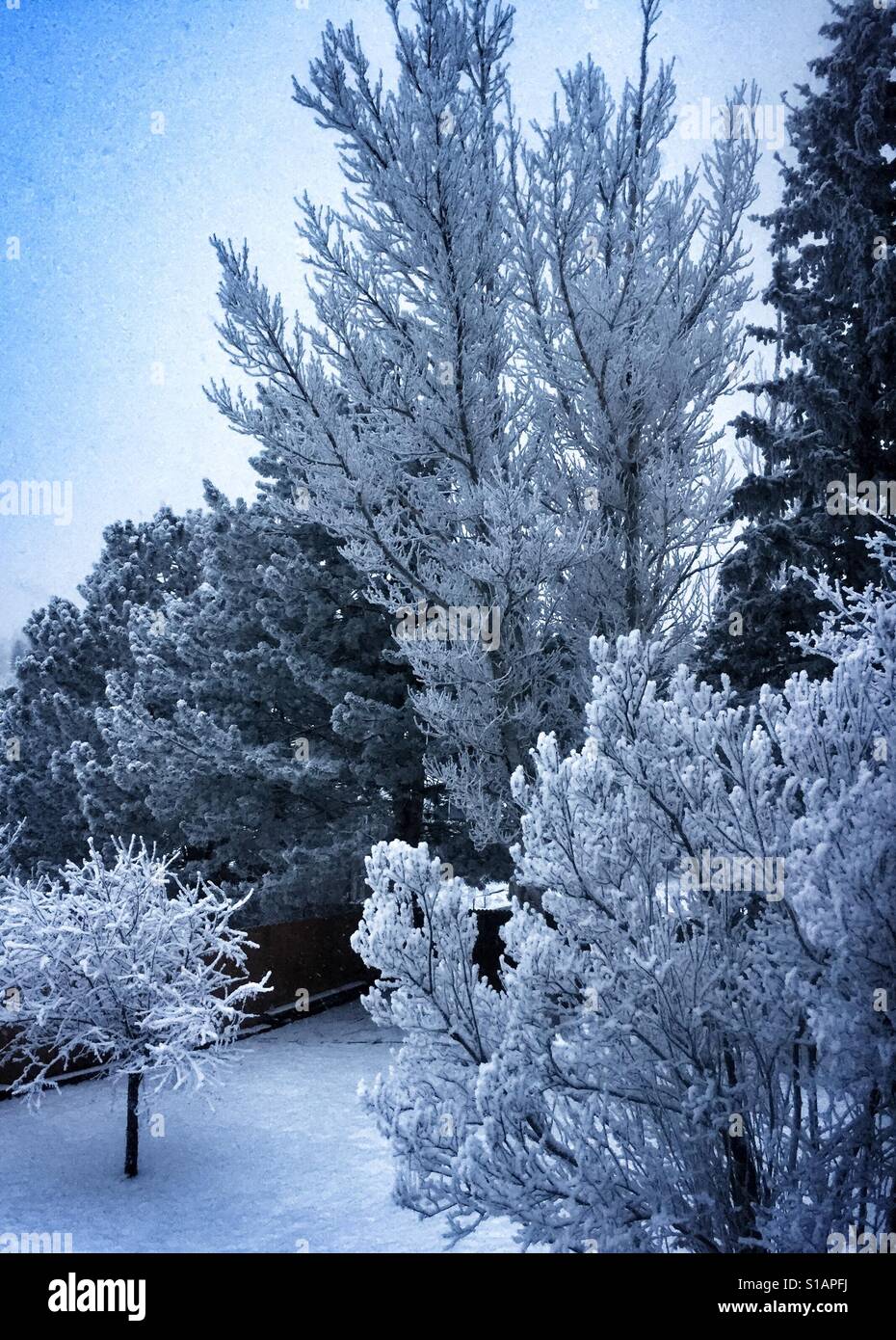 Frost and trees hi-res stock photography and images - Alamy