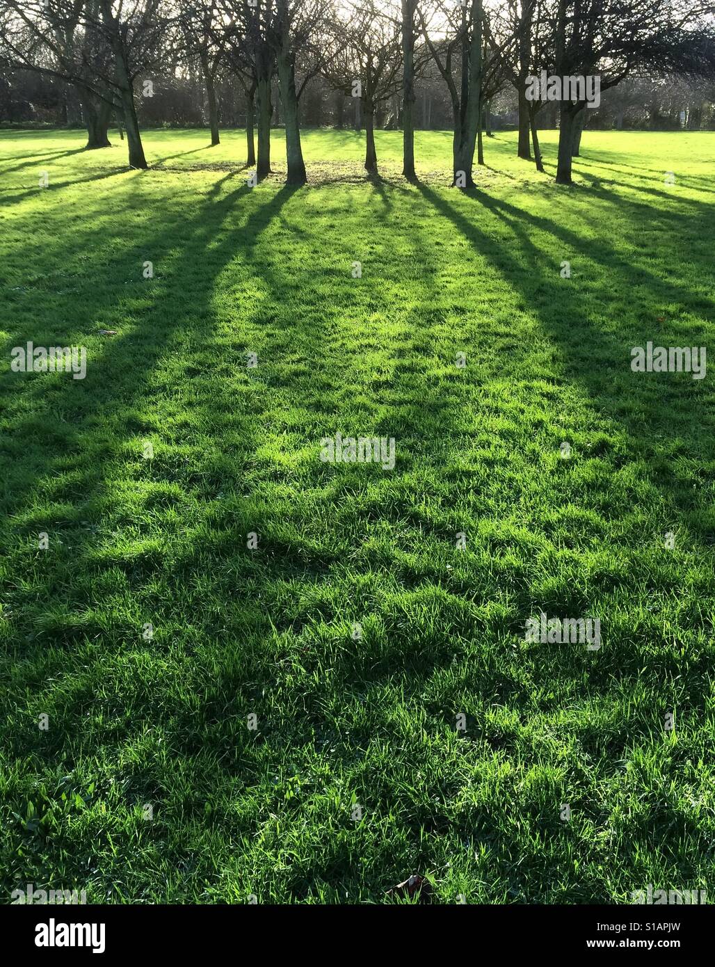 Park shadows hi-res stock photography and images - Alamy
