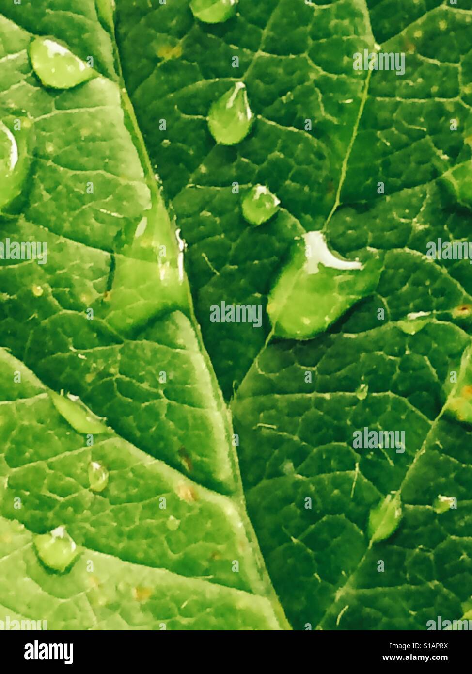 Leaf up close hi-res stock photography and images - Alamy