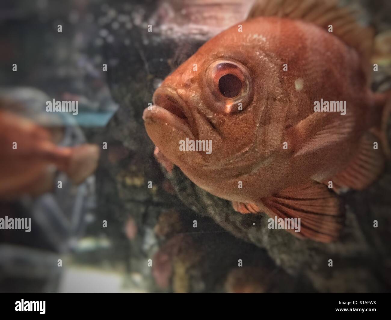 Big fish eyes hi-res stock photography and images - Alamy