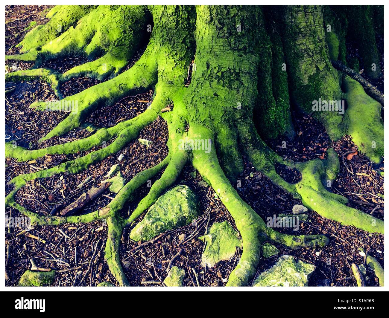 Close up view of tree roots in woodland Stock Photo - Alamy