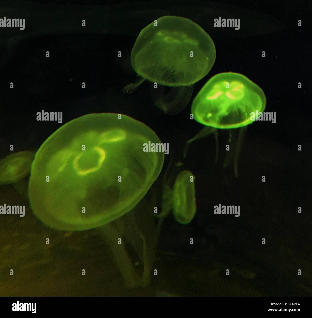 Green creatures hi-res stock photography and images - Alamy