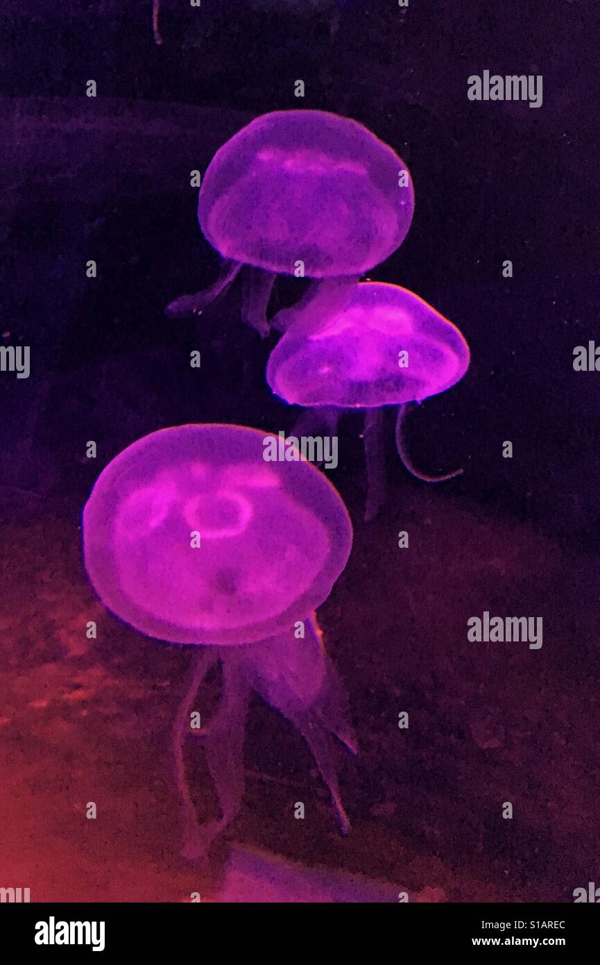 Jelly fish purple Stock Photo - Alamy