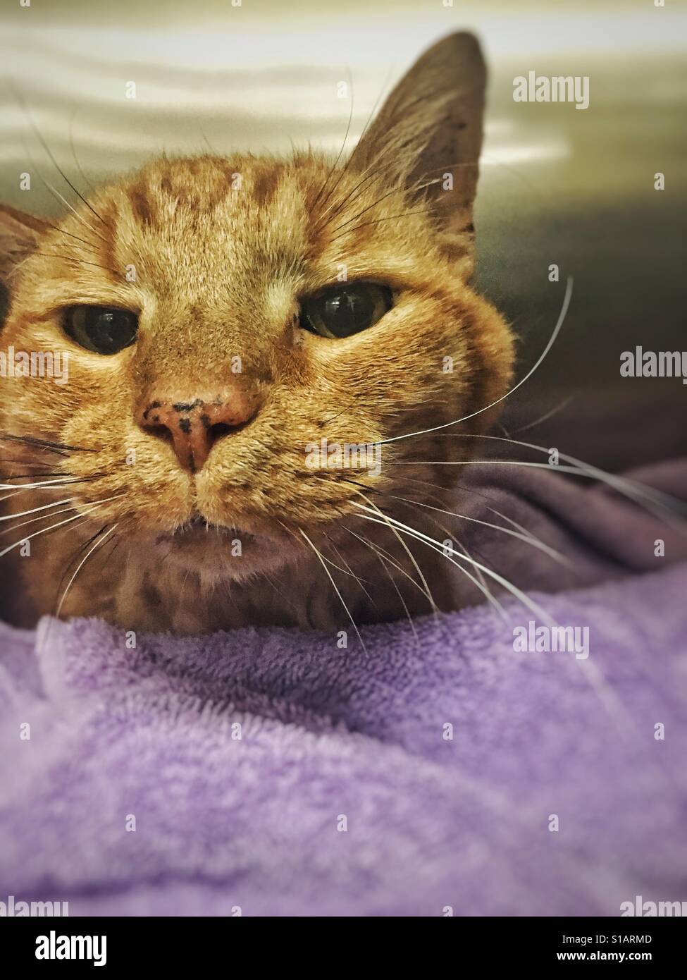 RIP sweet boy Stock Photo - Alamy
