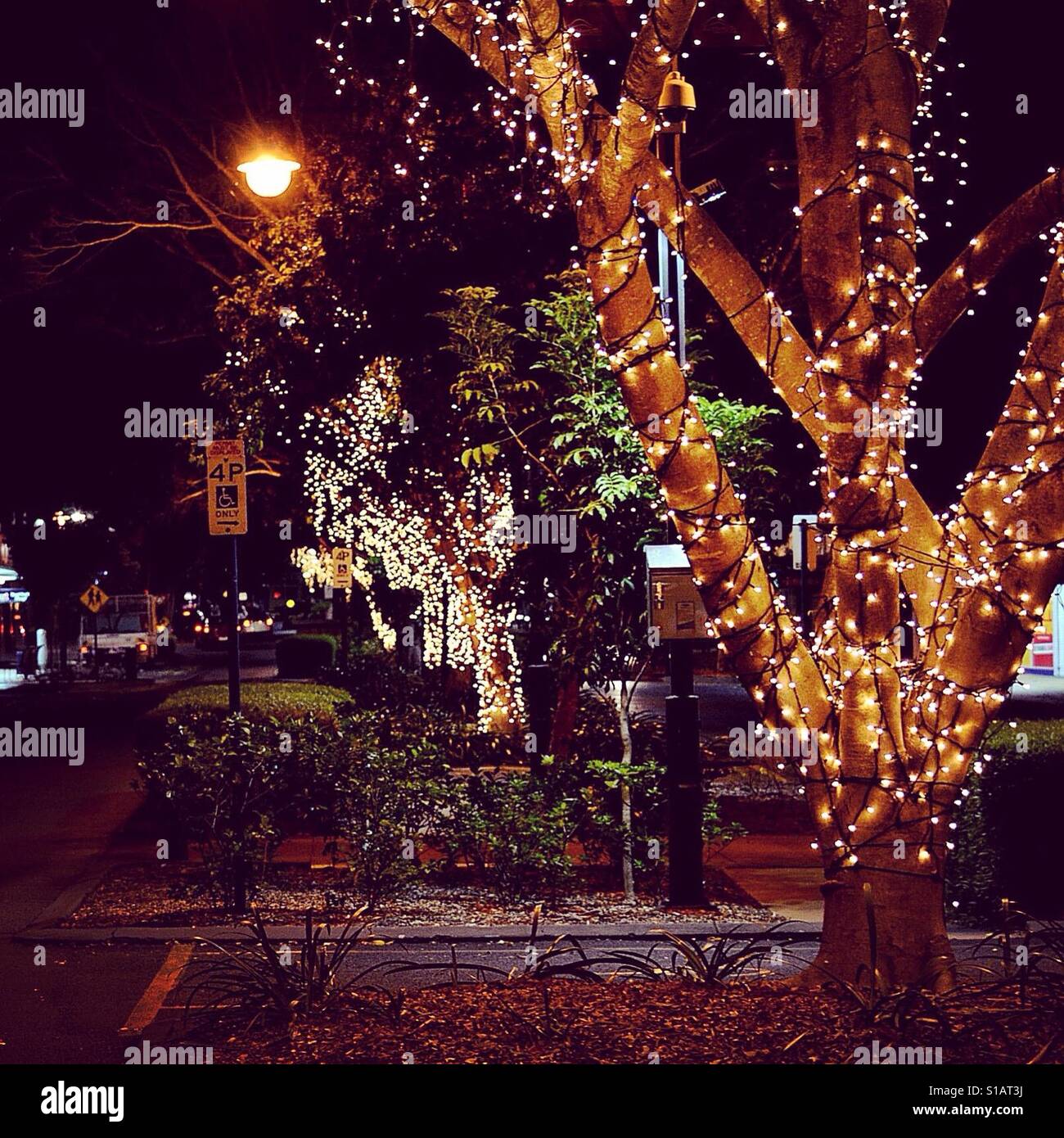 Fairy lights in tree hi-res stock photography and images - Alamy