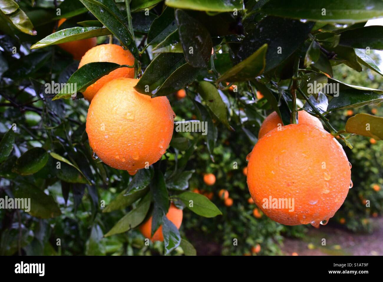 California orange fruit hi-res stock photography and images - Alamy