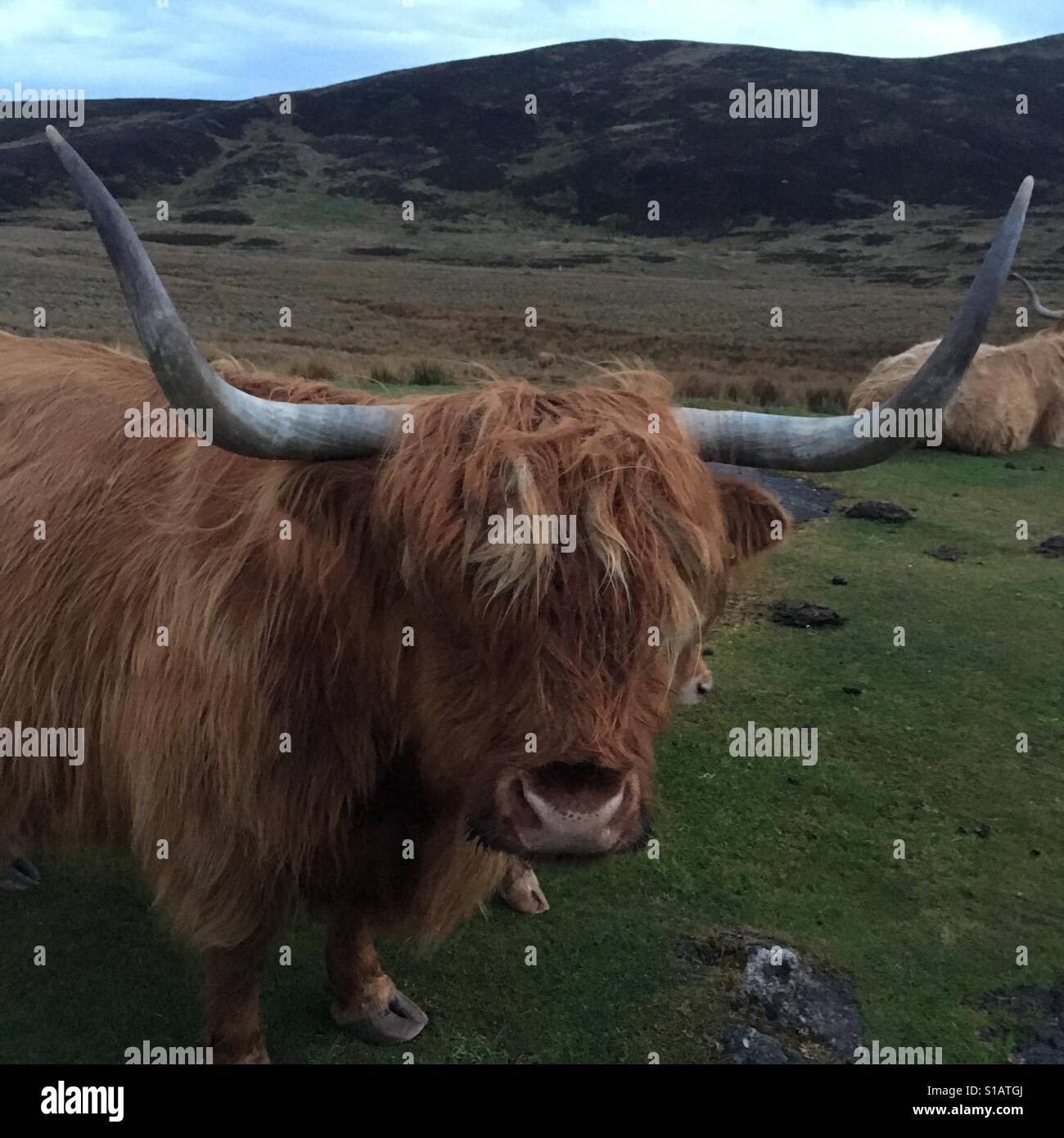 Highland cows mountains hi-res stock photography and images - Alamy