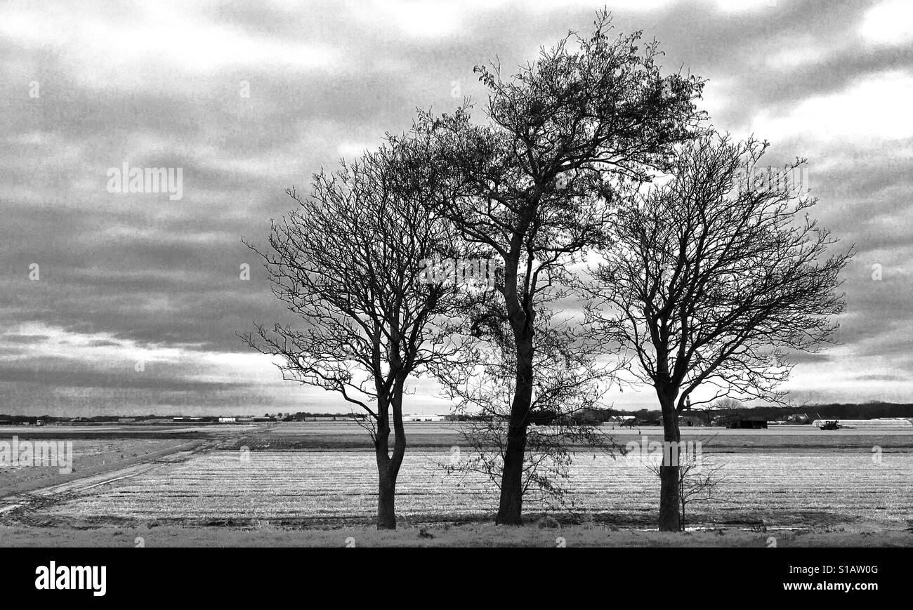 Team trees Black and White Stock Photos & Images - Alamy